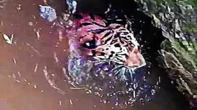 Tiger Drowns In Well: Tiger drowns in well; 2nd such death in Madhya ...