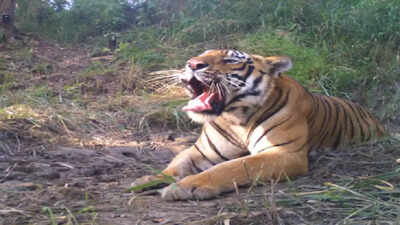 Bhopal Tiger News: Tiger falls into well, drowns before rescuers arrive ...