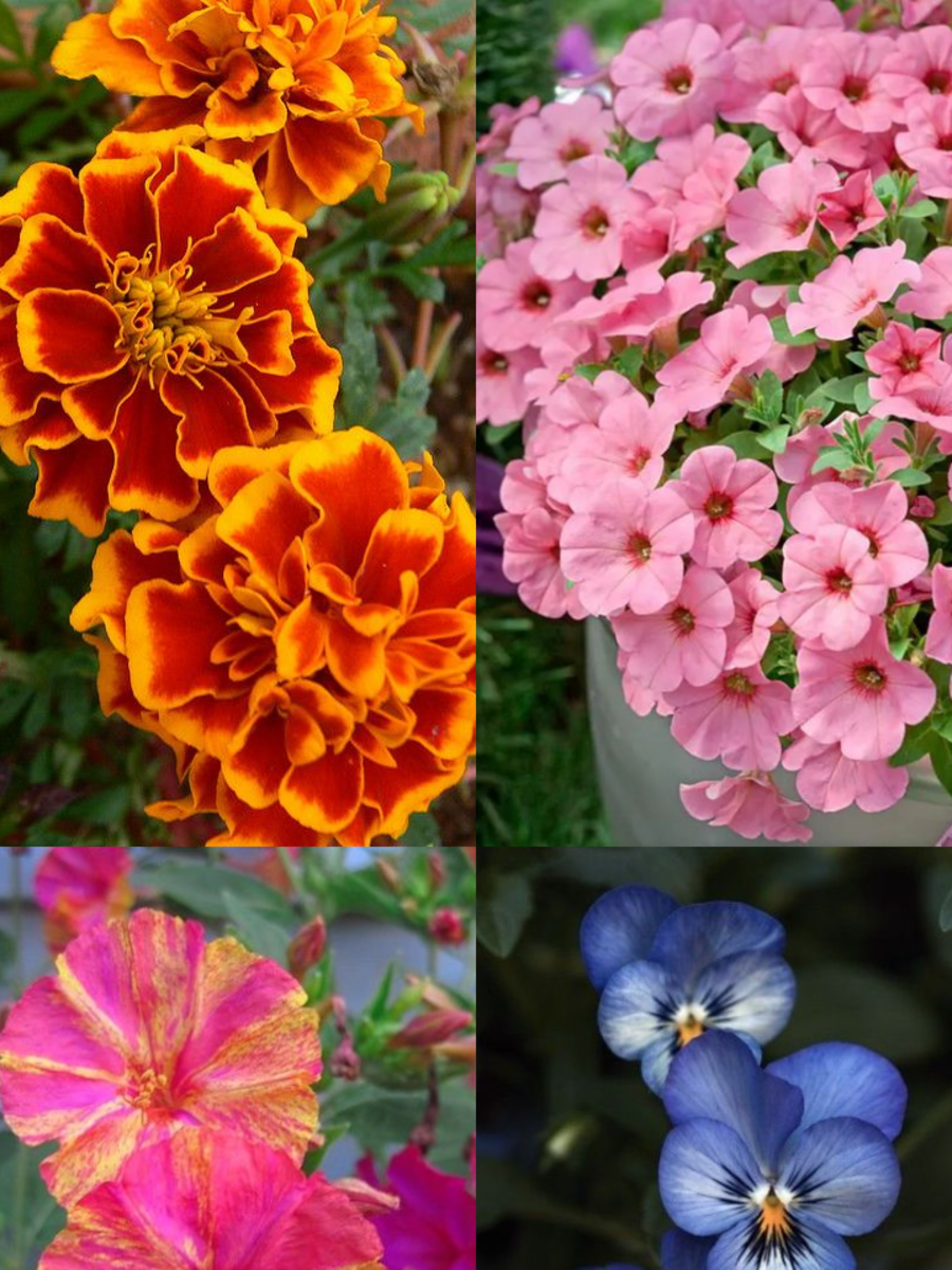 Beautiful Morning Flowers For Your Garden | Times Now