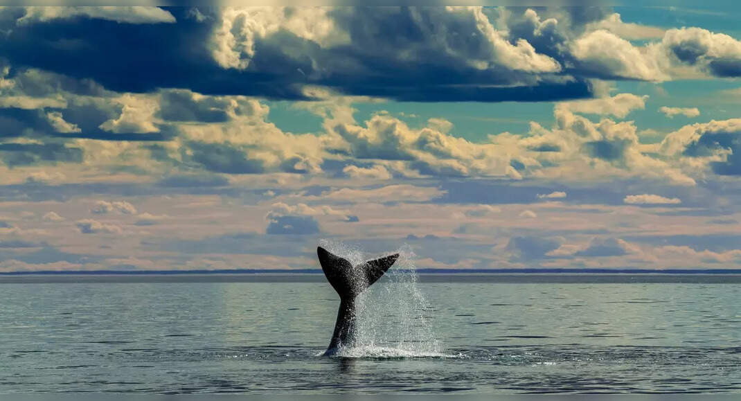 Planning a trip down south? Don't miss whale-and-dolphin-watching in ...