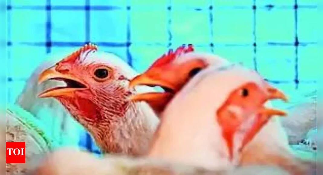 Chicken spikes from Rs 130 to Rs 230 in a wk | Kolkata News - Times of ...