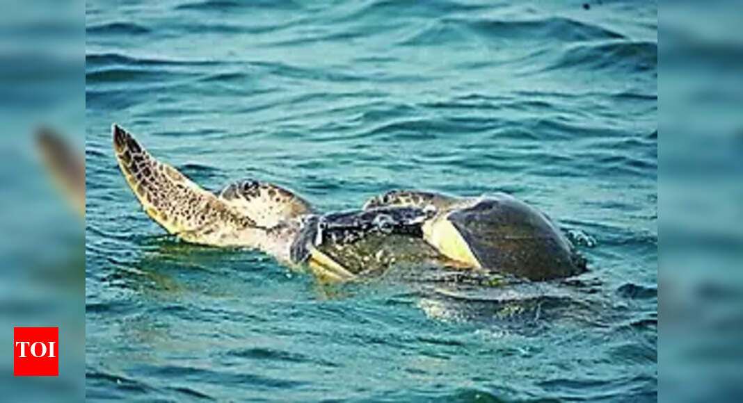 Mating Season Starts For Ridleys | Bhubaneswar News - Times of India