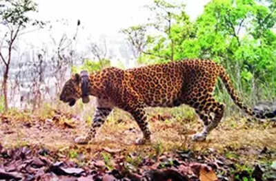 Leopard Mauls Girl: Leopard Mauls 6-Year-Old Girl in Bijnor: 19th ...