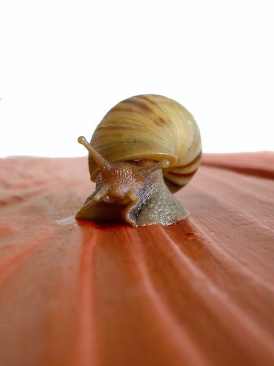 5 Of The Slowest Animals in the World | Times Now