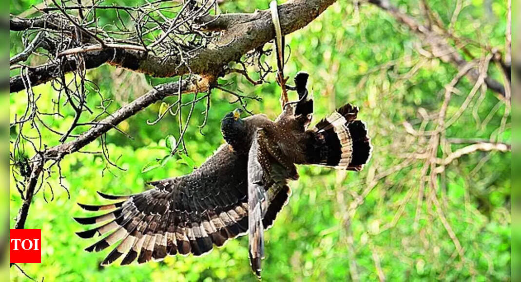 Maharashtra Pench Birds' Checklist: Maharashtra Pench Birds’ Checklist ...