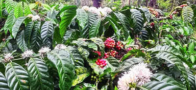 Coffee Growers: Unseasonal Flowering in Coffee Plants: Impact on Malnad ...