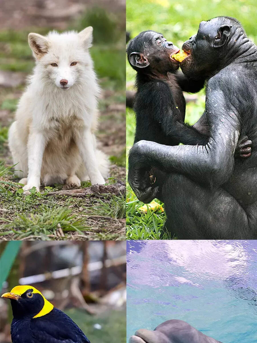 13 animals that are unfaithful and lack loyalty | Times of India