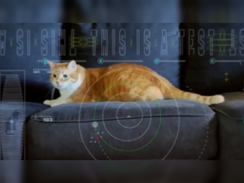 NASA sends adorable cat video from deep space to Earth via laser ...