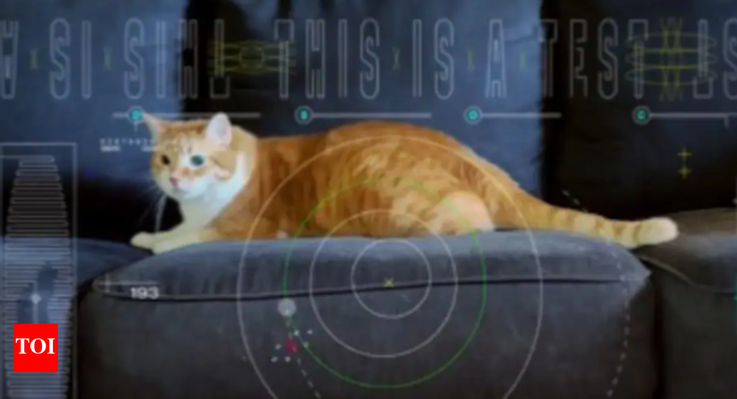NASA sends adorable cat video from deep space to Earth via laser ...