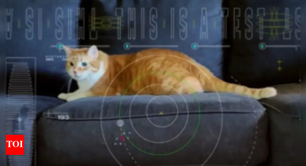 NASA sends adorable cat video from deep space to Earth via laser ...