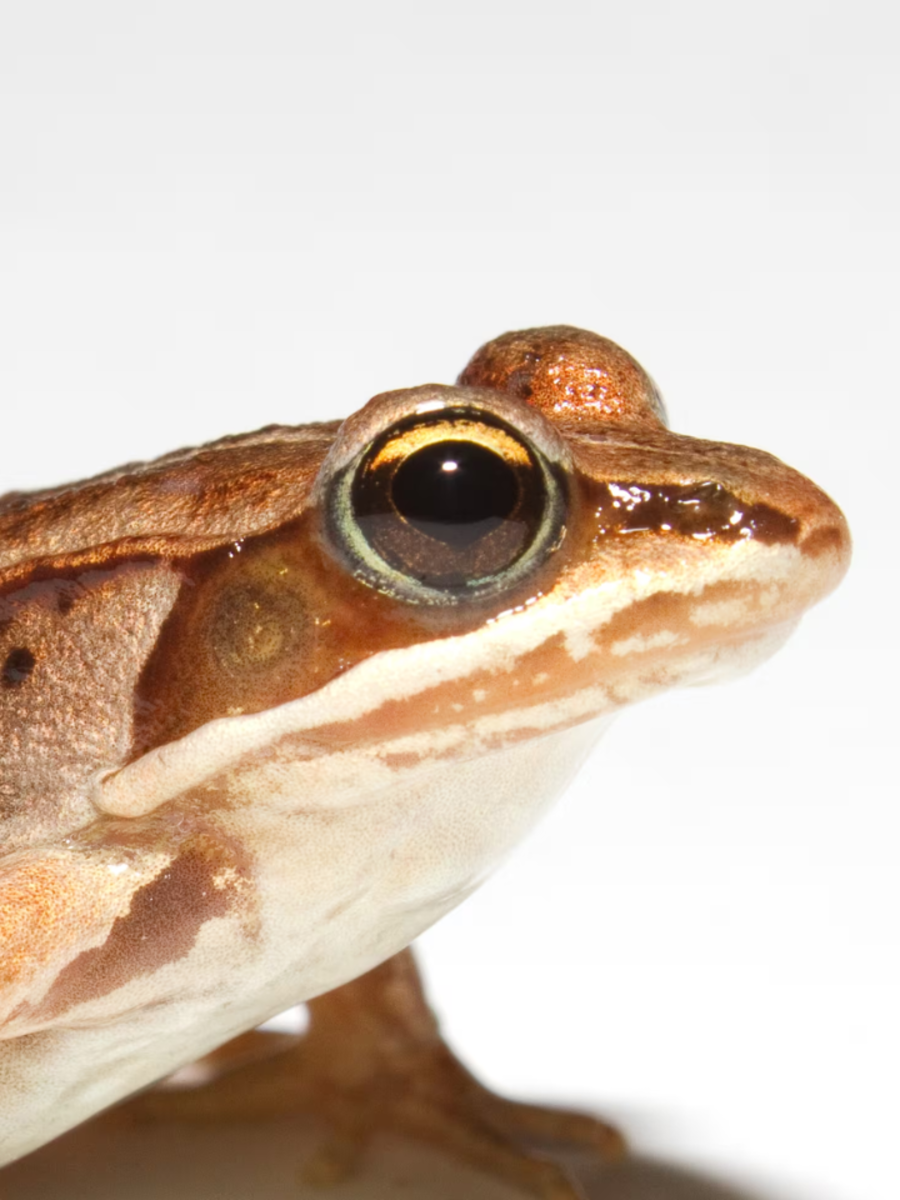 5 Animals That Can Survive Without Food For Months | Times Now