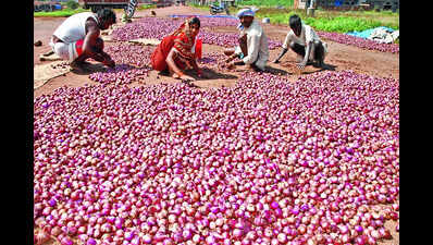 Nafed Starts Onion Procurement In Nashik & Ahmednagar Dists | Nashik News - Times of India