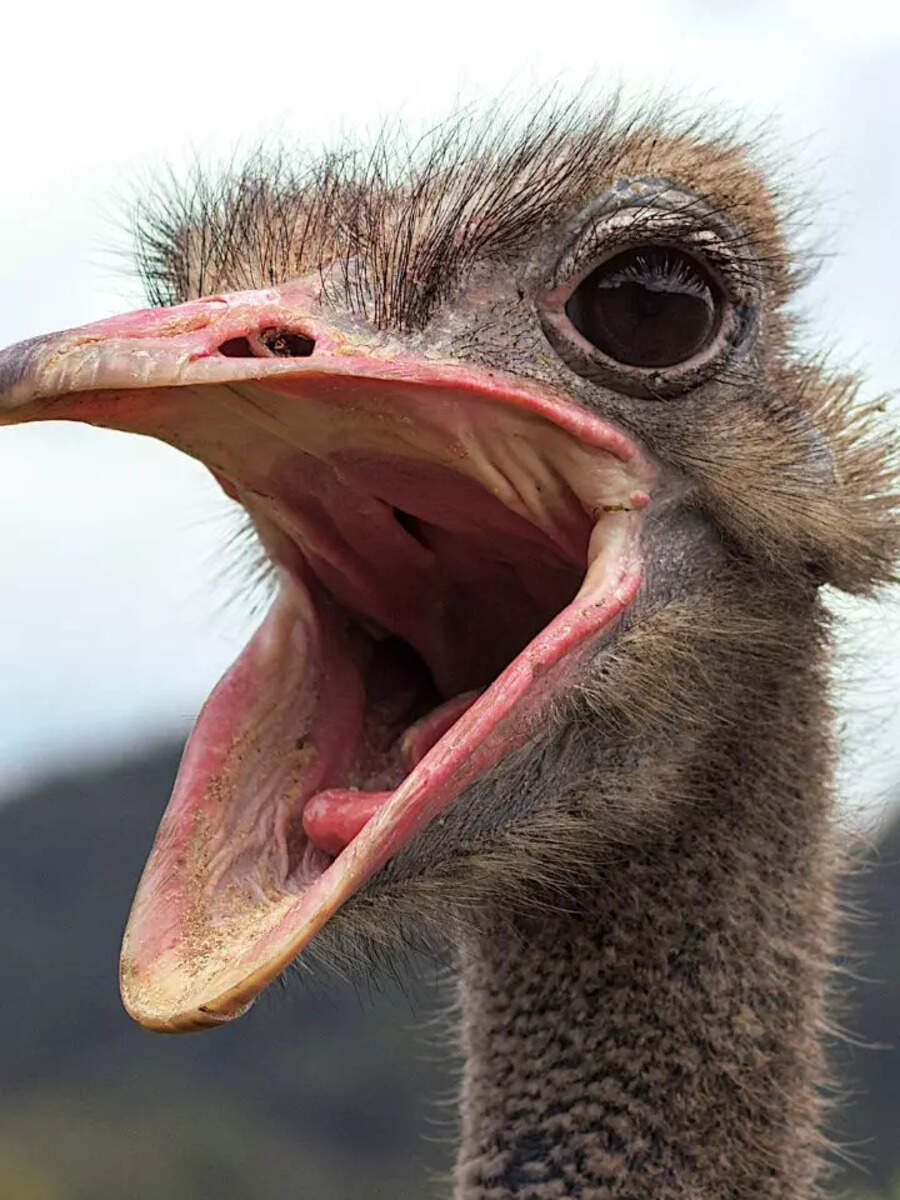 8 birds that cannot fly | Times of India