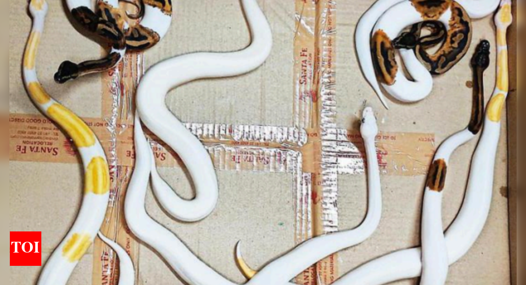 Snakes on a plane amid biscuits & cakes; 1 held at Sahar airport ...