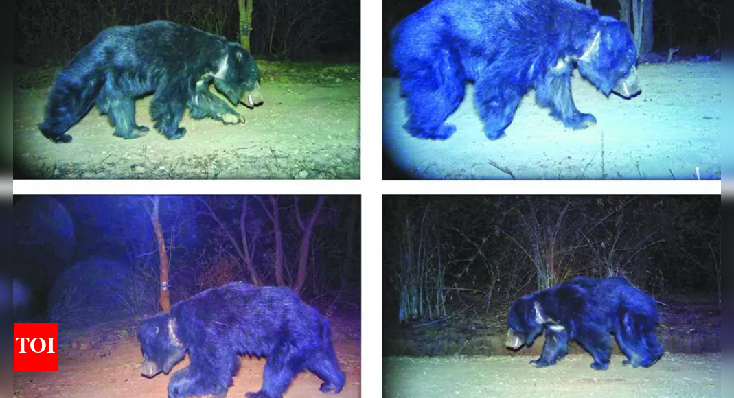 Wound marks help researchers estimate home range of sloth bears ...
