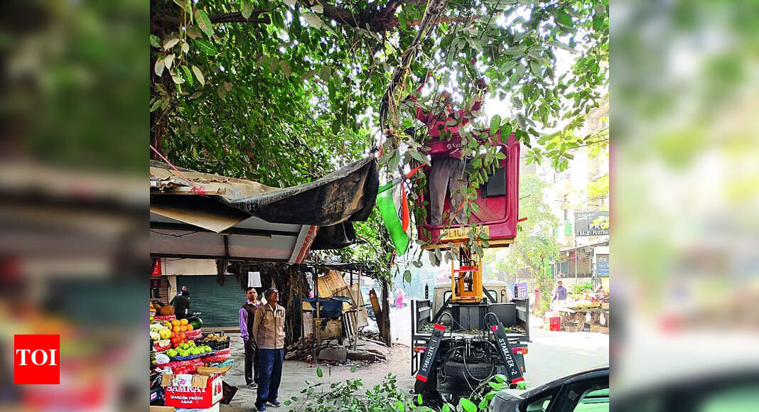 MCD: MCD Starts Fresh Survey for Tree Pruning After Complaints | Delhi ...