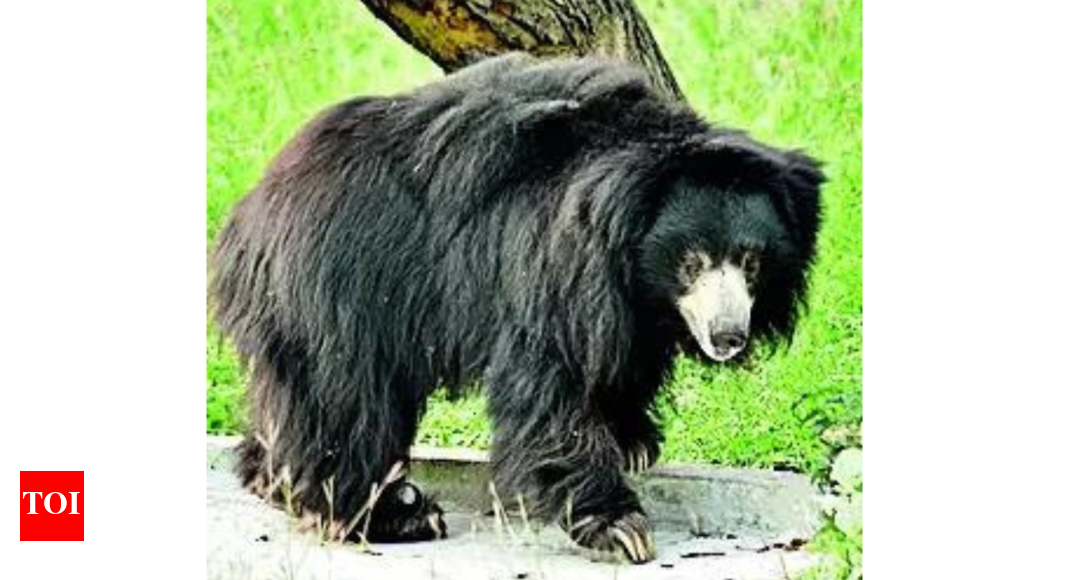 Sloth Bear Family: Sunil starts sloth bear family at zoo | Surat News ...