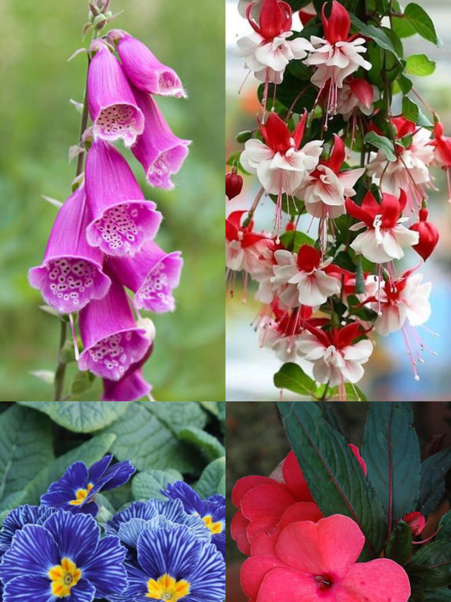 Colorful Flowers That Grow in Shade | Times Now