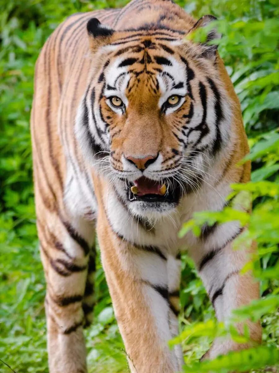 Black tiger spotted in Orissa: Other types of tigers found in India ...
