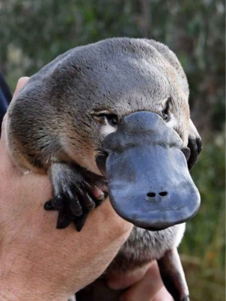 7 Animals Found Only In Australia | Times Now