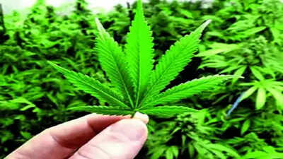2,601kg of ganja seized in 1 year in Bihar, 5th highest in country ...
