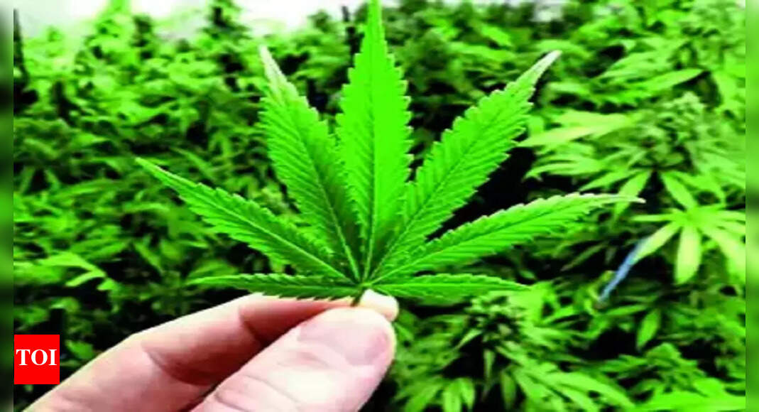 2,601kg of ganja seized in 1 year in Bihar, 5th highest in country ...