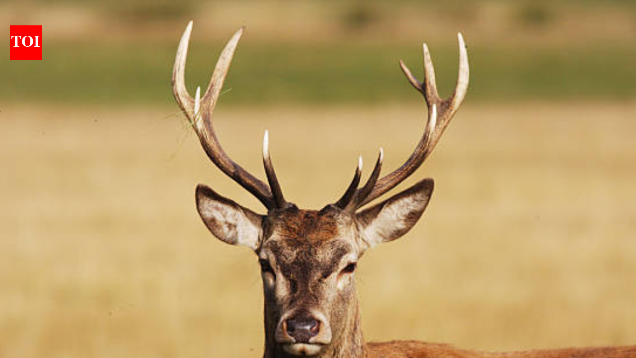 Zombie deer disease: Why are scientists concerned over its transmission ...