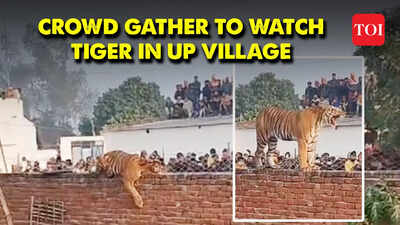 UP Tiger News: Tiger enters village in Uttar Pradesh's Pilibhit ...