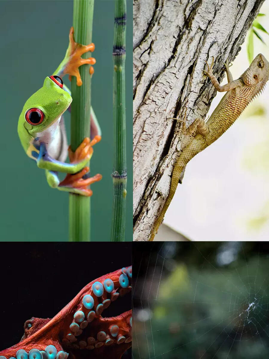 11 Animals that shed skin, body parts | Times of India