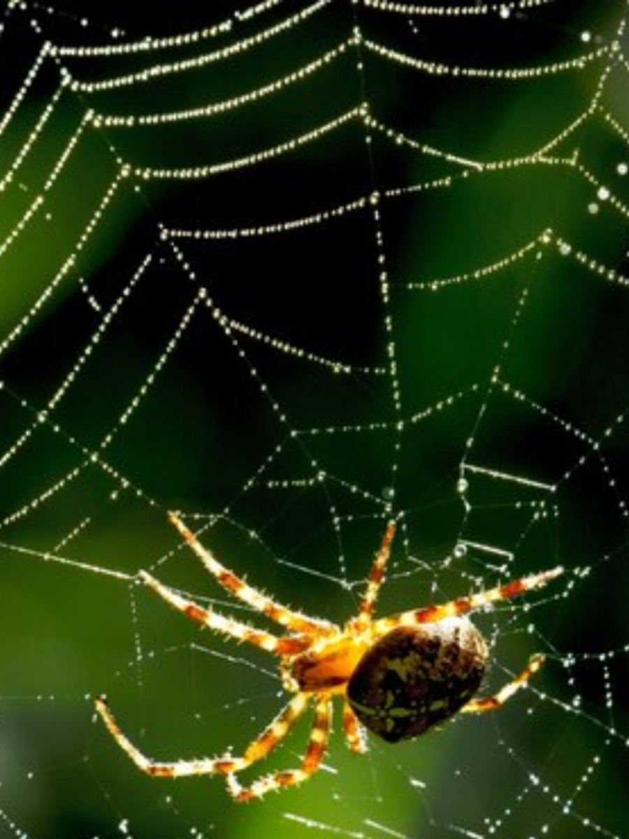 5 Deadliest Insects In The World | Times Now