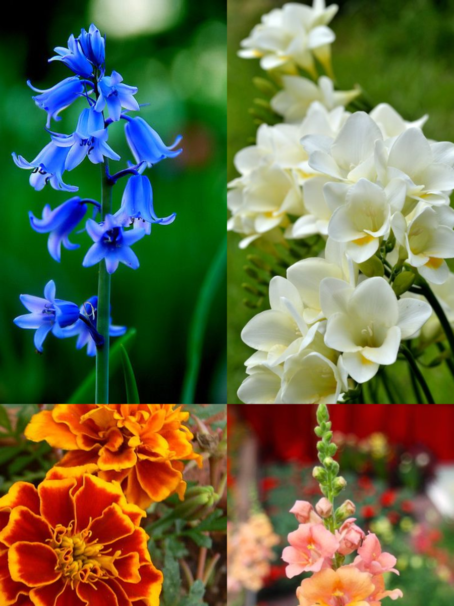 10 Flowers That Represent Honesty | Times Now