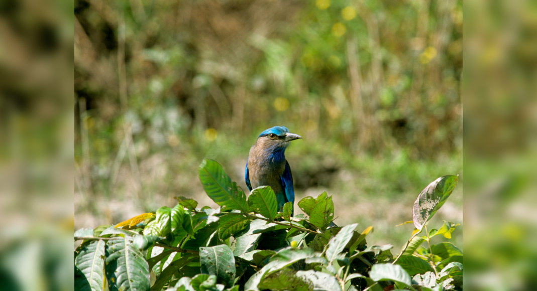 Assam: ‘Kaziranga Bird Conservation Festival’ to be held in January ...