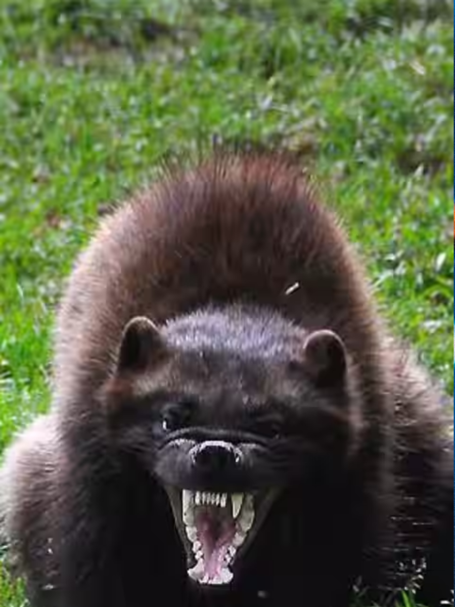 5 Animals With The Largest Claws | Times Now