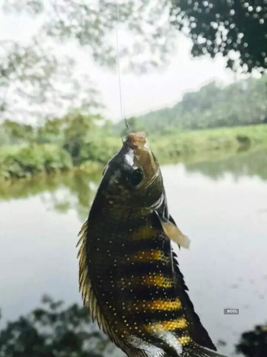 10 types of fish found in Kerala | Times of India