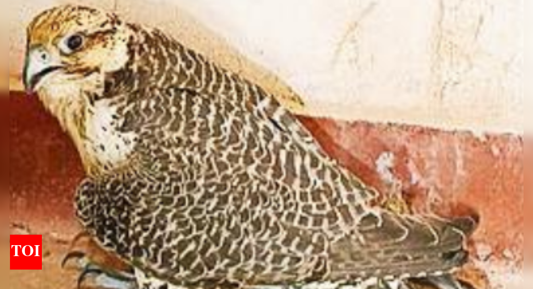 Trained eagle from Pak caught by BSF | Jaipur News - Times of India