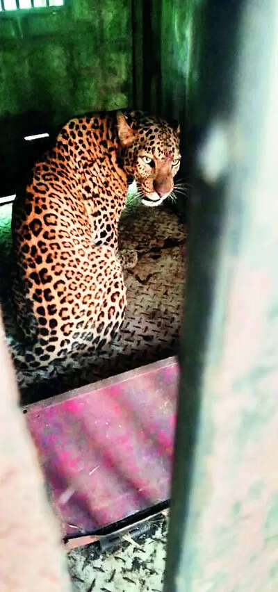 Leopards: 3 leopards rescued in 2 days from Sinnar & Nashik talukas | Nashik News - Times of India