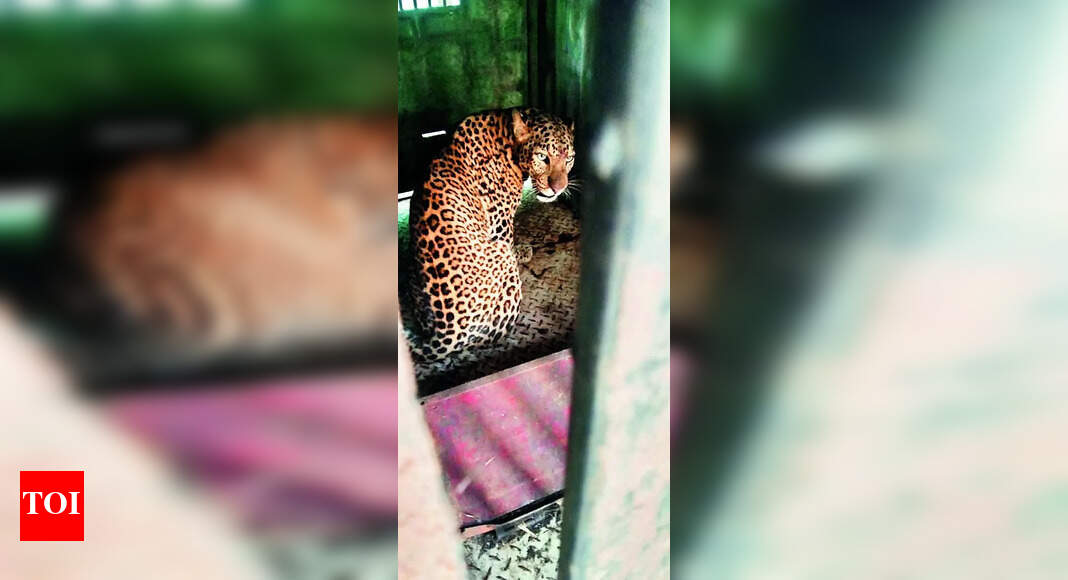 Leopards: 3 leopards rescued in 2 days from Sinnar & Nashik talukas | Nashik News - Times of India