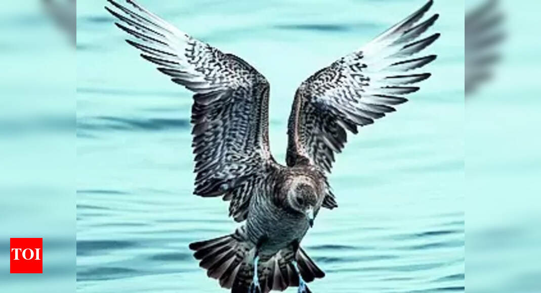 Deep-Sea Bird Survey: 2023 deep-sea bird survey: 4 new sightings ...