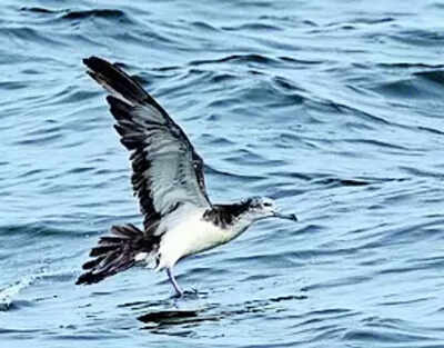 Deep-Sea Bird Survey: 2023 deep-sea bird survey: 4 new sightings ...