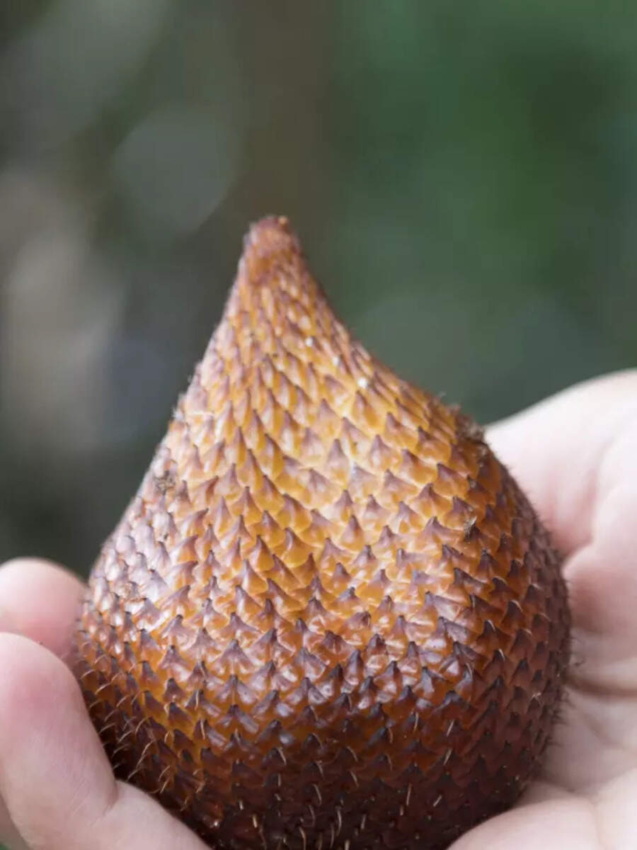 All about snake fruit—the strangest fruit in the world | Times of India