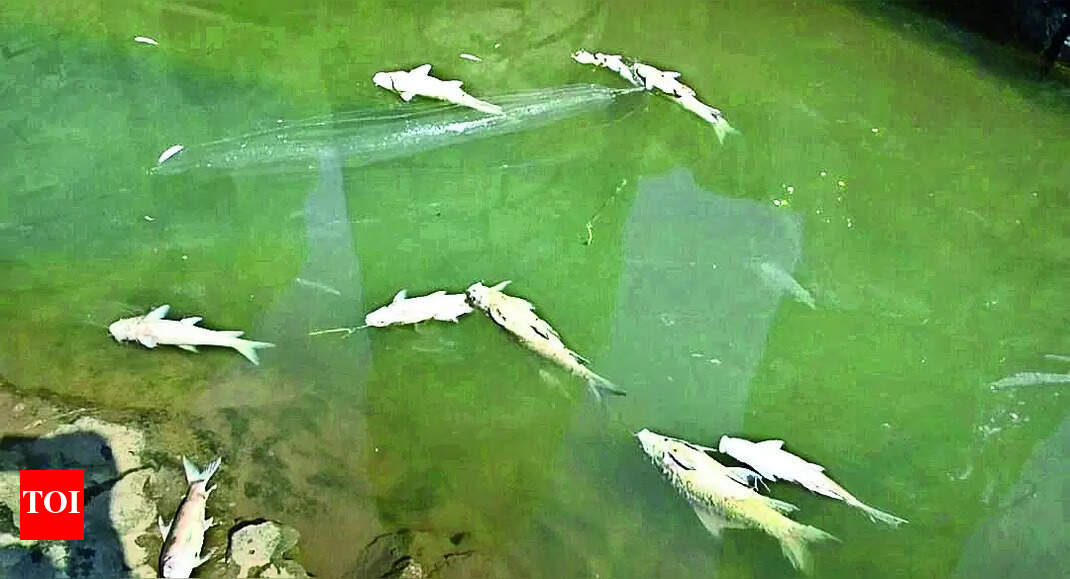 Fish Death: Fish Death In Warna Sparks Concern; Villagers Told To Boil ...