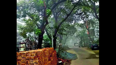 Greater Noida: Branches block streetlights, residents want trees pruned ...