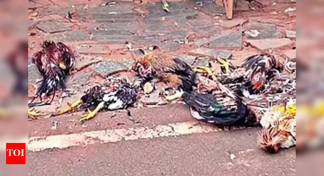 Stray Dog Menace: Stray Dog Menace Worsens in Manapparai Trichy: Group ...