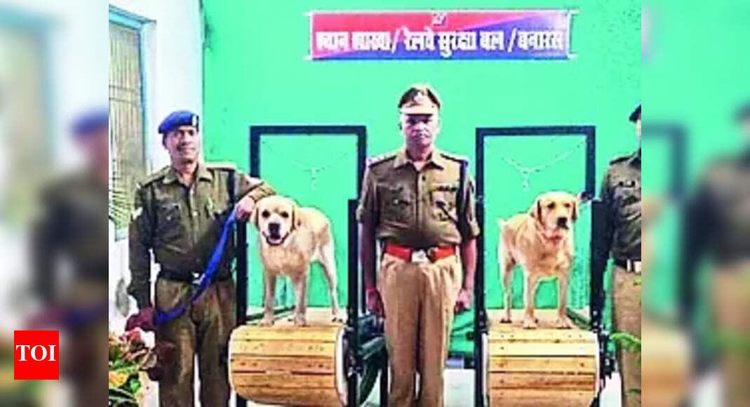 Treadmills: NER Installs Treadmills for Health and Efficiency of Dog ...