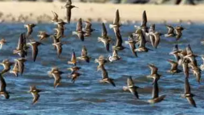 NGO to conduct free bird walks in Chennai | Chennai News - Times of India