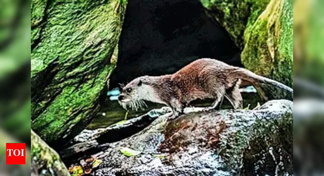Eurasian Otter: Eurasian Otter spotted in Kerala for the first time ...