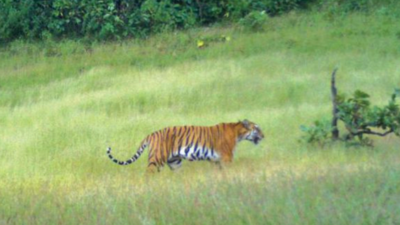Tiger conservation experts to visit Kalasa-Bhandura site | Goa News ...