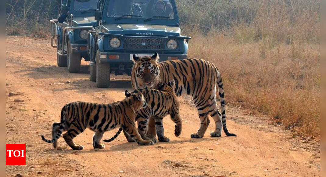 Why 8 tigers are being moved across reserves | India News - Times of India
