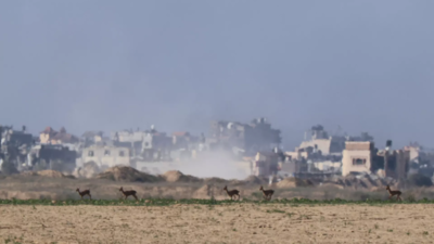 Hunger hits animals and people alike at Gaza zoo - Times of India