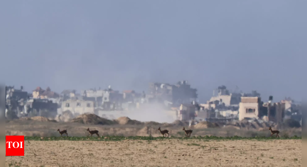 Hunger hits animals and people alike at Gaza zoo - Times of India
